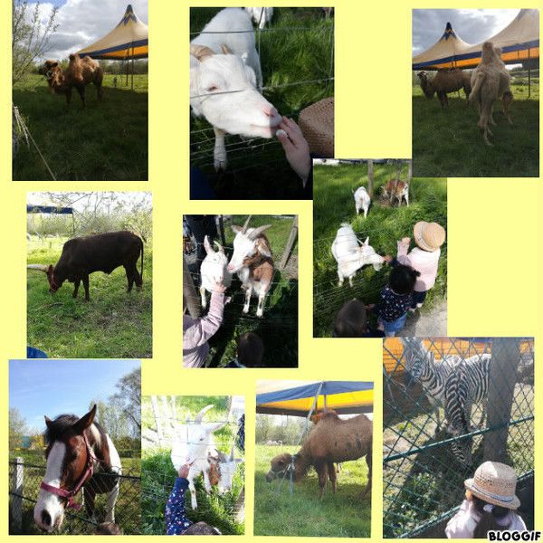 les animaux du cirque